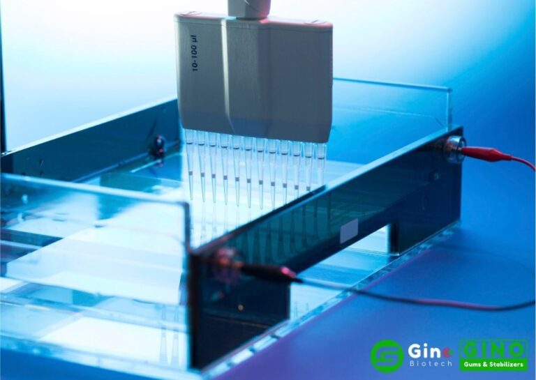 What is Agarose? A Comprehensive Guide for Beginners