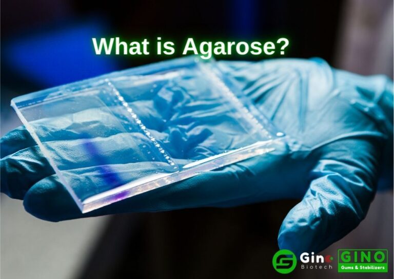 What is Agarose? A Comprehensive Guide for Beginners