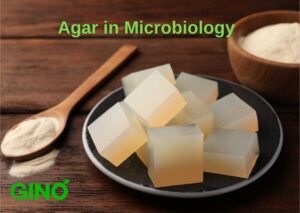 7 Key Benefits of Agar in Microbiology