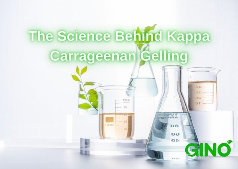 Understanding Kappa Carrageenan Gelling Temperature