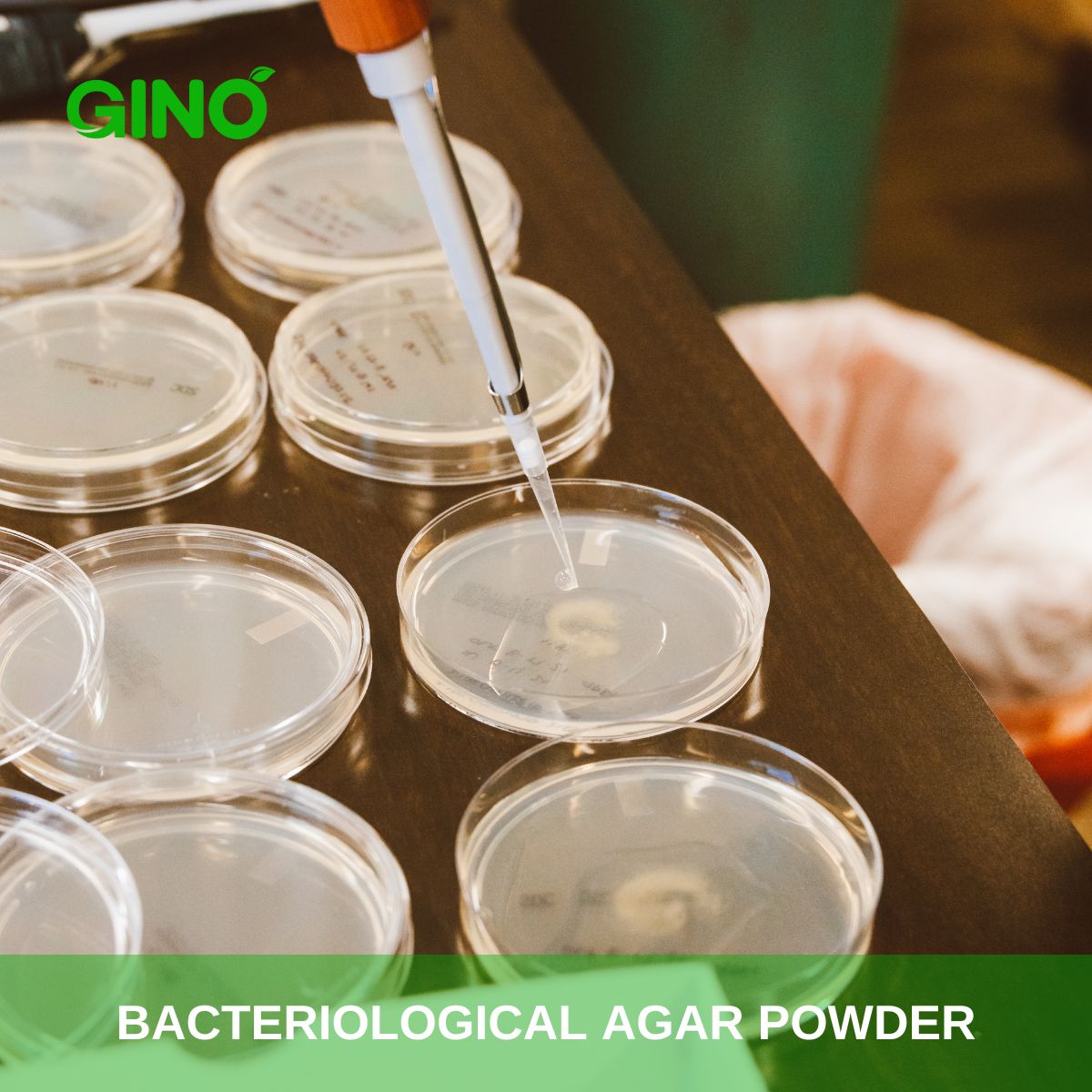 Premium Bacteriological Agar Powder for Microbiological Applications