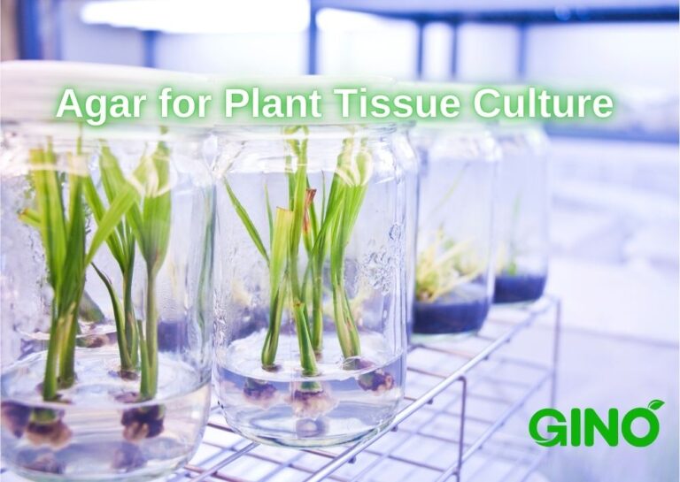 Agar for Plant Tissue Culture: A Comprehensive Guide