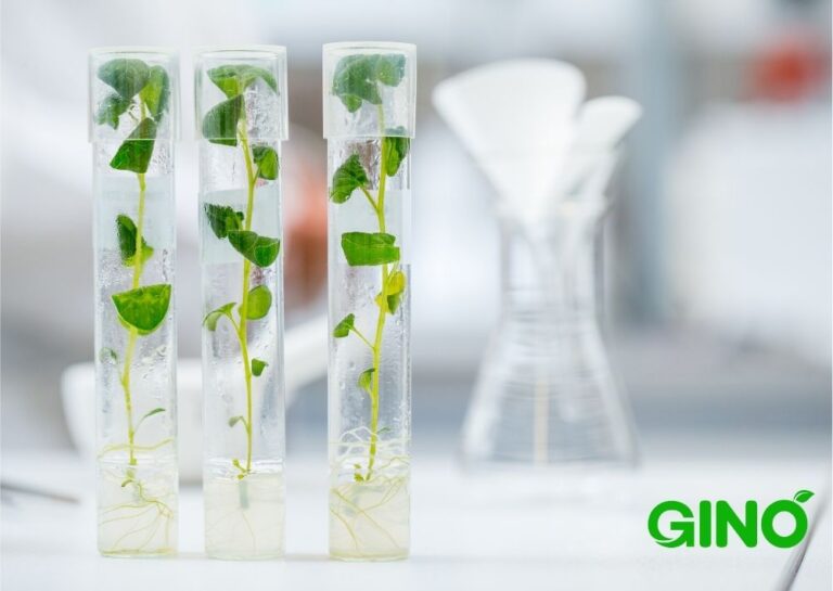 Agar for Plant Tissue Culture: A Comprehensive Guide